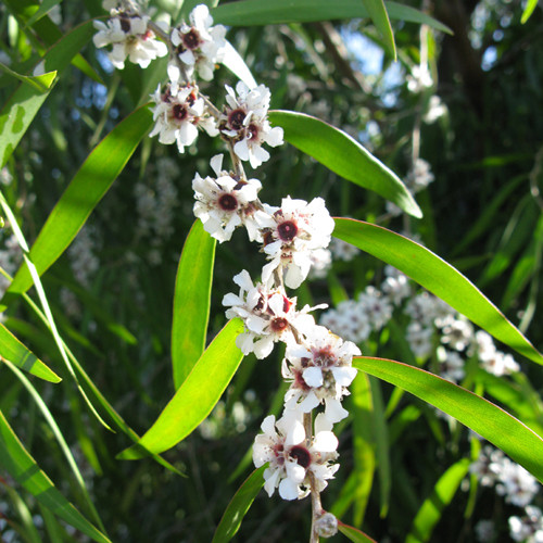 West Australian Weeping Peppermint 'Agonis flexuosa' | potplantheavenperth