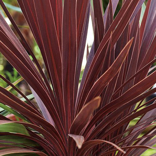 Cordyline Red Star | potplantheavenperth