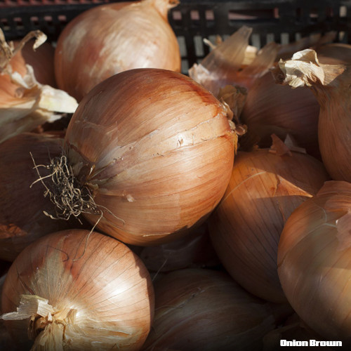 Onion Brown | potplantheavenperth