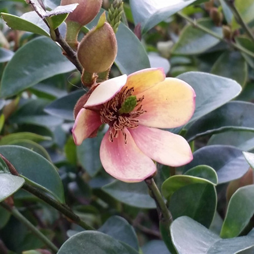 Michelia 'Lady of the Night' (Lady of the Night Magnolia ...
