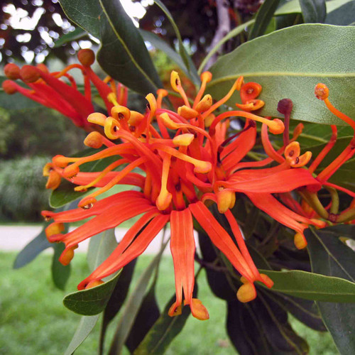 Firewheel Tree Stenocarpus Sinuatus | potplantheavenperth