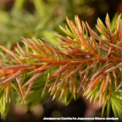 Juniperus Conferta Japanese Shore Juniper | potplantheavenperth