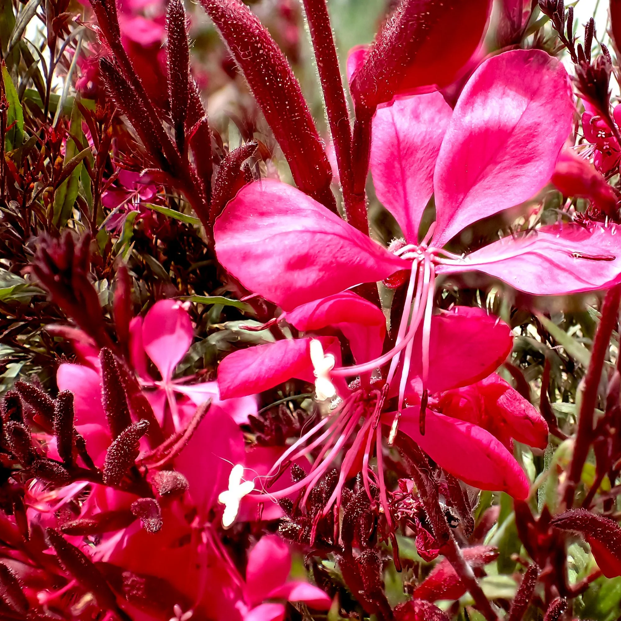 Gaura Pixie Pink 'Whirling Butterflies' | potplantheavenperth