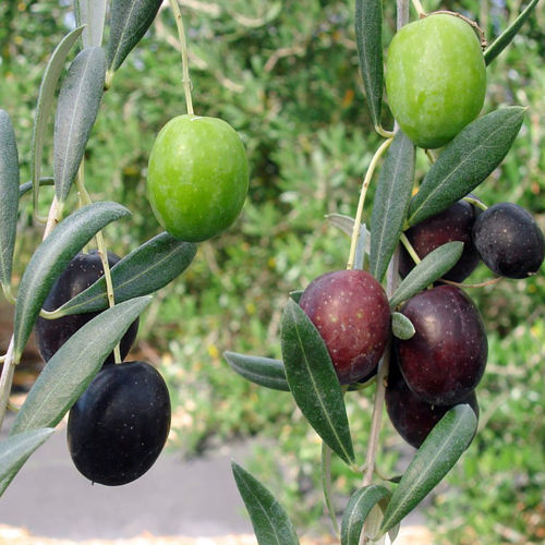 Olive Tree Olea Manzanillo | potplantheavenperth