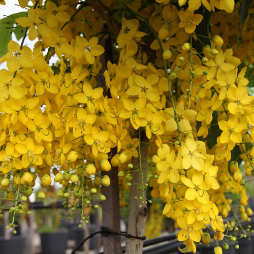 Golden Shower Tree | potplantheavenperth