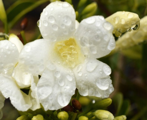 Pandorea jasminoides Lady Di Bower Vine | potplantheavenperth