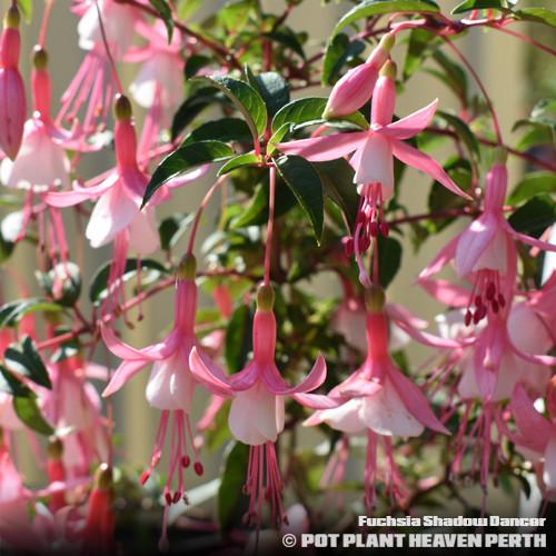 Fuchsia Shadow Dancer | potplantheavenperth
