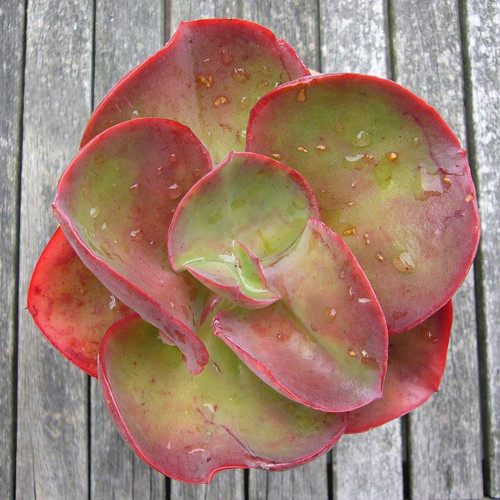 Echeveria Big Red | potplantheavenperth