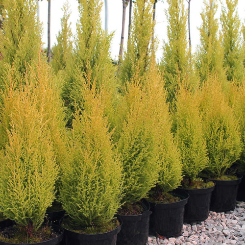 Cupressus Lemon Scent | potplantheavenperth
