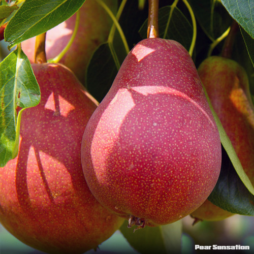 Pear Sensation | potplantheavenperth