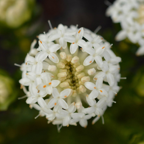 Pimelea Ferruginae White Solitaire | potplantheavenperth