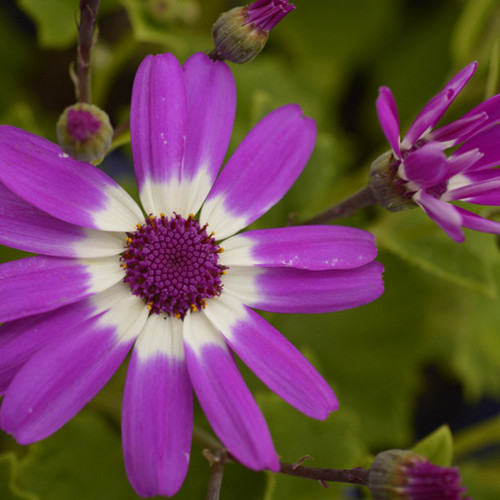 Senetti Baby Magenta Bicolour PBR | potplantheavenperth