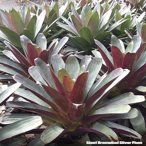 Giant Bromeliad Silver Plum | potplantheavenperth