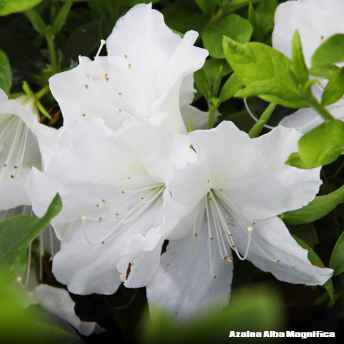 Azalea Alba Magnifica | potplantheavenperth