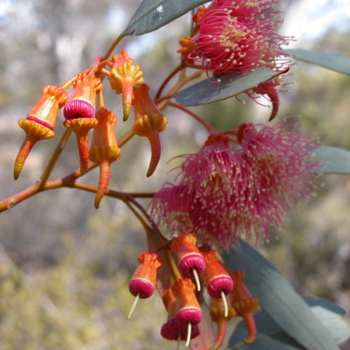 Coral Gum | potplantheavenperth