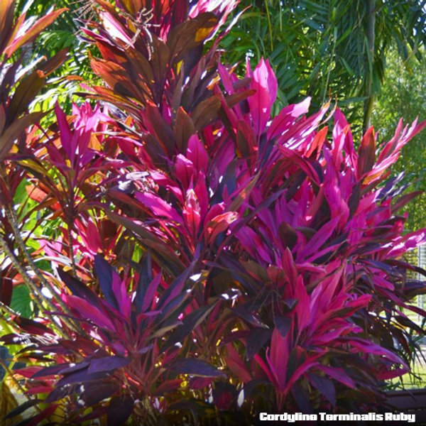 Cordyline Terminalis Ruby | potplantheavenperth