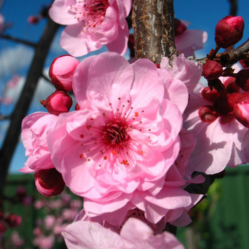 Double Flowering Plum | potplantheavenperth