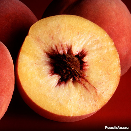 Peach Anzac | potplantheavenperth