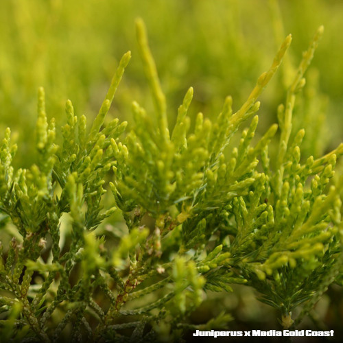 Juniperus x Media Gold Coast | potplantheavenperth