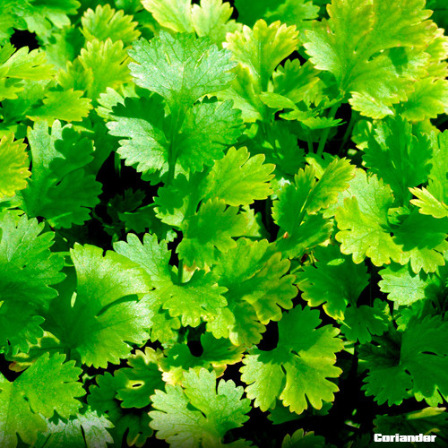 Coriander | potplantheavenperth