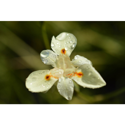 Dietes bicolor Mini Ballerina Dwarf African Iris | potplantheavenperth