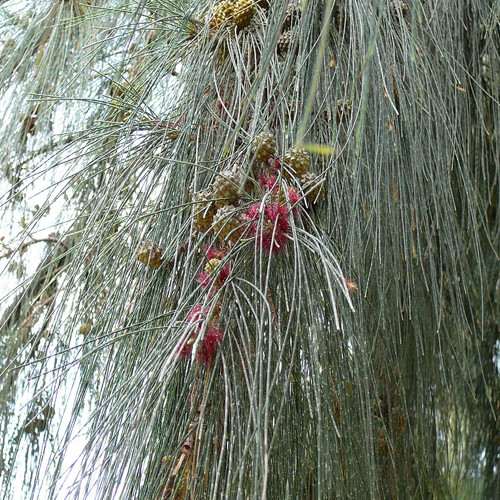 Coastal Sheoak | potplantheavenperth