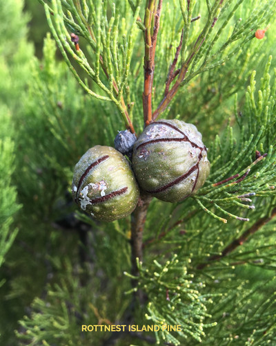 Rottnest Island Pine 'Callitris preissii' | potplantheavenperth