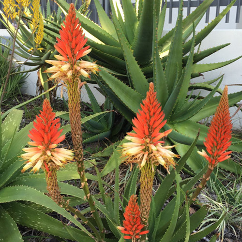 Aloe Venus | potplantheavenperth
