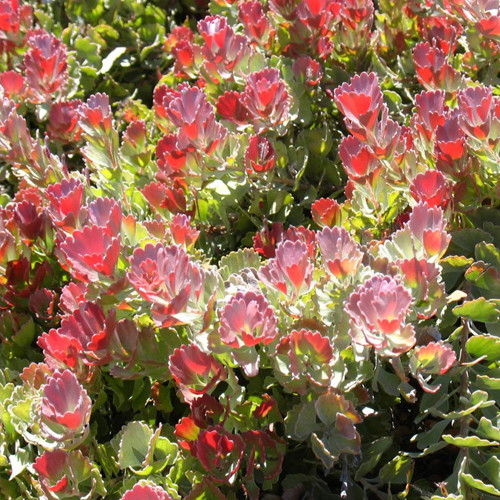 Basket Flower (Adenanthos Cuneata) | potplantheavenperth
