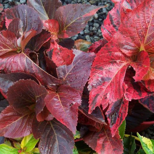 Fijian Fire Plant 'Acalypha Wilkesiana Red' | potplantheavenperth