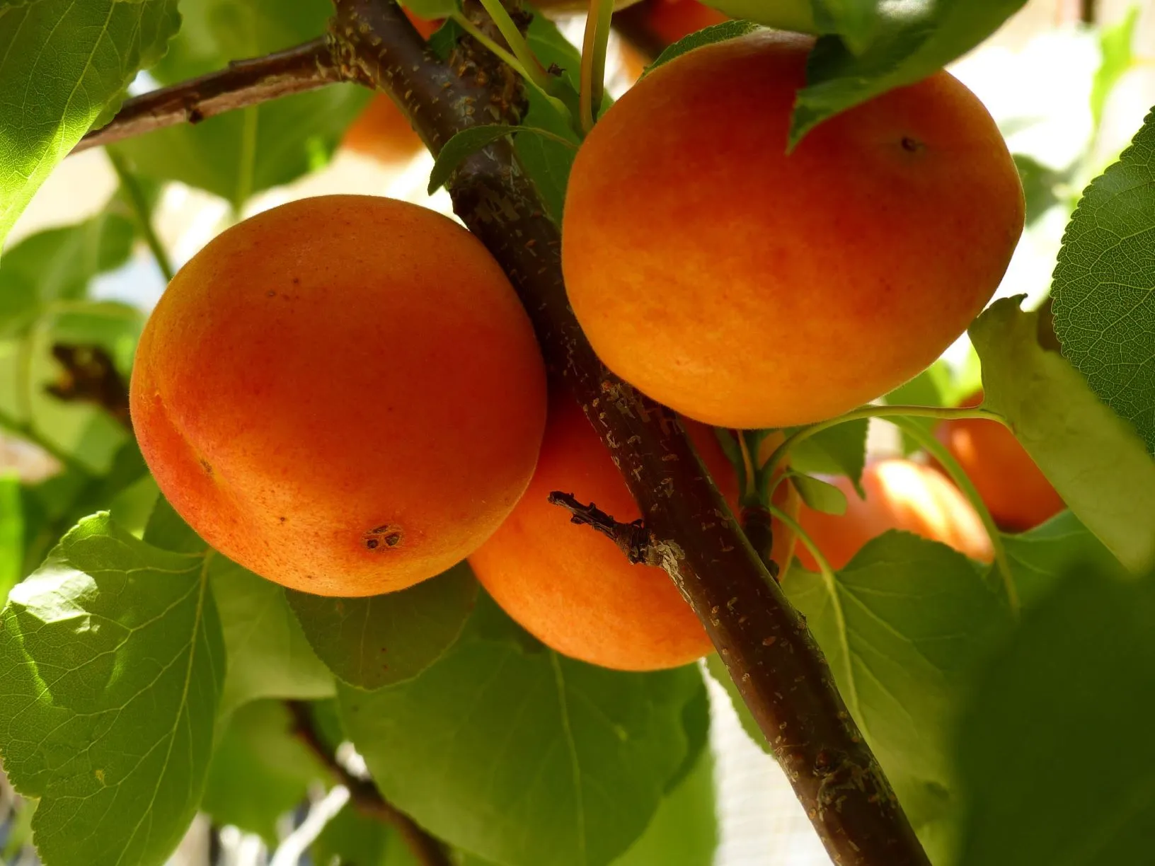 Apricot 'Fireball' | potplantheavenperth