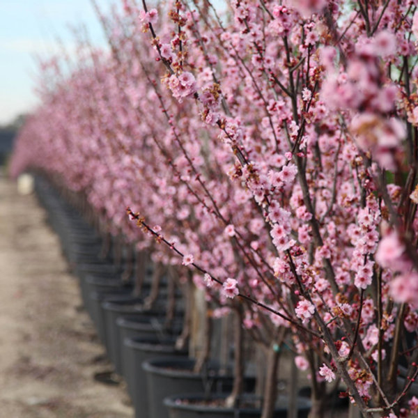 Double Flowering Plum | potplantheavenperth