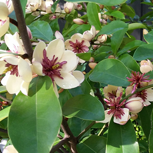 Magnolia White Caviar PBR | potplantheavenperth