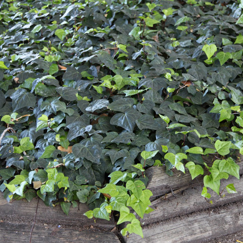 Canary Island Ivy | potplantheavenperth