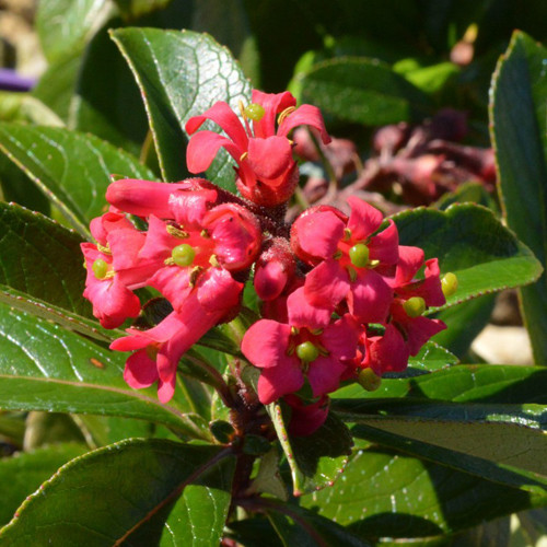 Escallonia Pink Pixi | potplantheavenperth