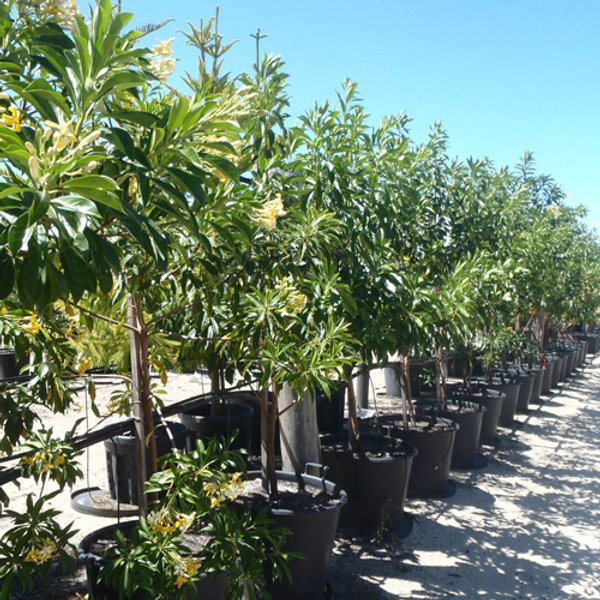 Native Frangipani | potplantheavenperth