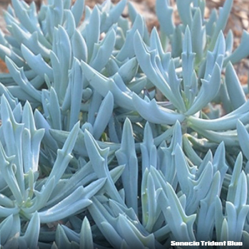 Senecio Trident Blue | potplantheavenperth