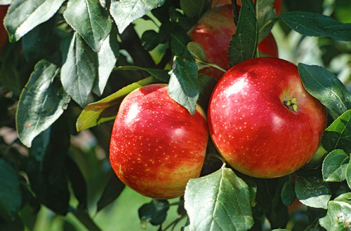 Apple Red Delicious Semi Dwarf | potplantheavenperth