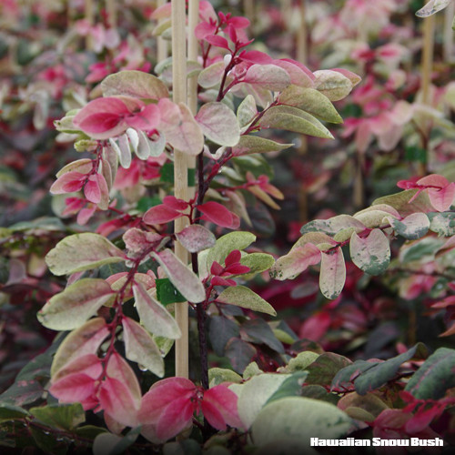 Hawaiian Snow Bush | potplantheavenperth