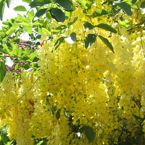 Golden Shower Tree | potplantheavenperth