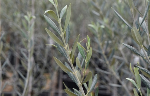 Olive Tree 'Olea Swan Hill' | potplantheavenperth