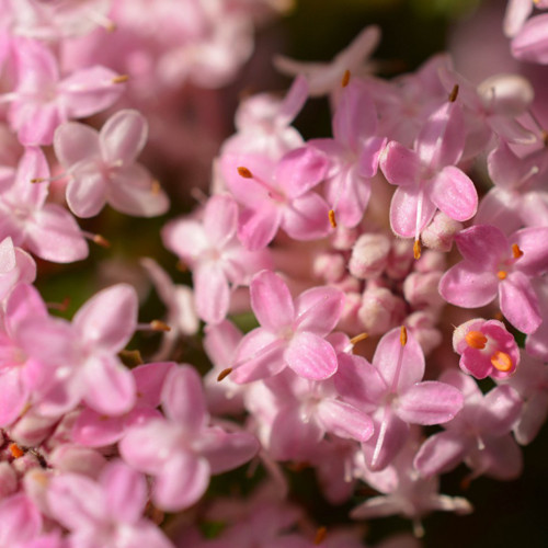 Pimelea Ferruginae Pink Rice Flower | potplantheavenperth