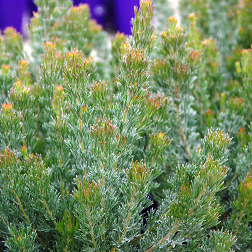 Wooly Bush (Adenanthos Cunning Lighthouse) | potplantheavenperth
