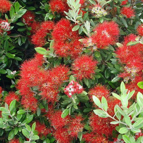 Iron Tree 'Metrosideros Firebird Red Baby' | potplantheavenperth