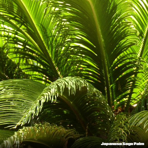Japanese Sago Palm | potplantheavenperth