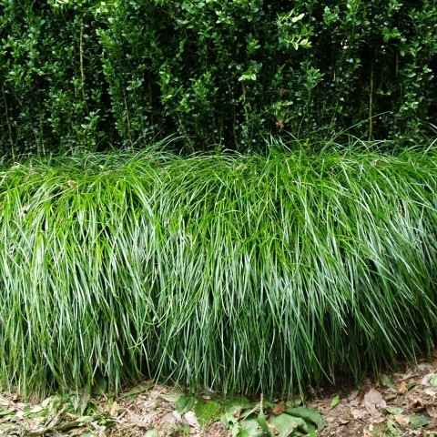 Liriope Emerald Cascade (PBR) Weeping Liriope | potplantheavenperth