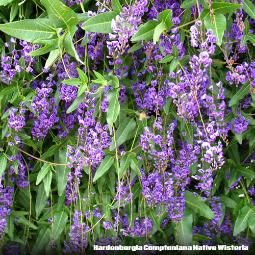 Hardenbergia Comptoniana Native Wisteria | potplantheavenperth