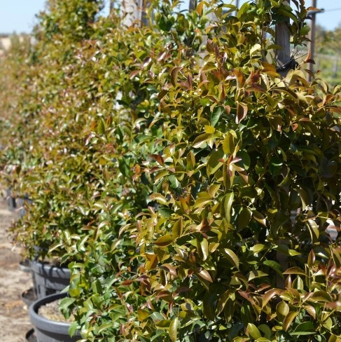 Lilly Pilly Acmena Red Head 'BWNRED' (PBR) | potplantheavenperth