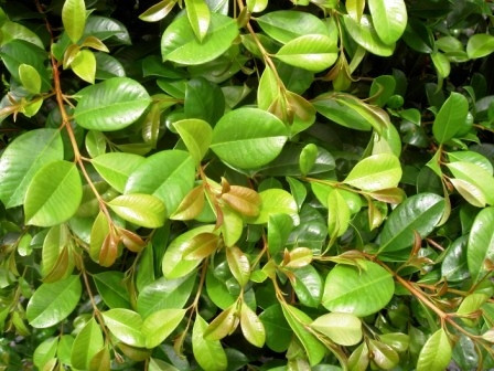 LIlly Pilly Syzygium Straight and Narrow (PBR) | potplantheavenperth