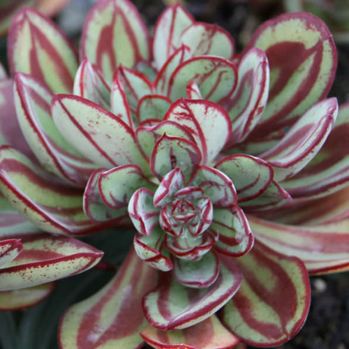 Echeveria Painted Lady | potplantheavenperth